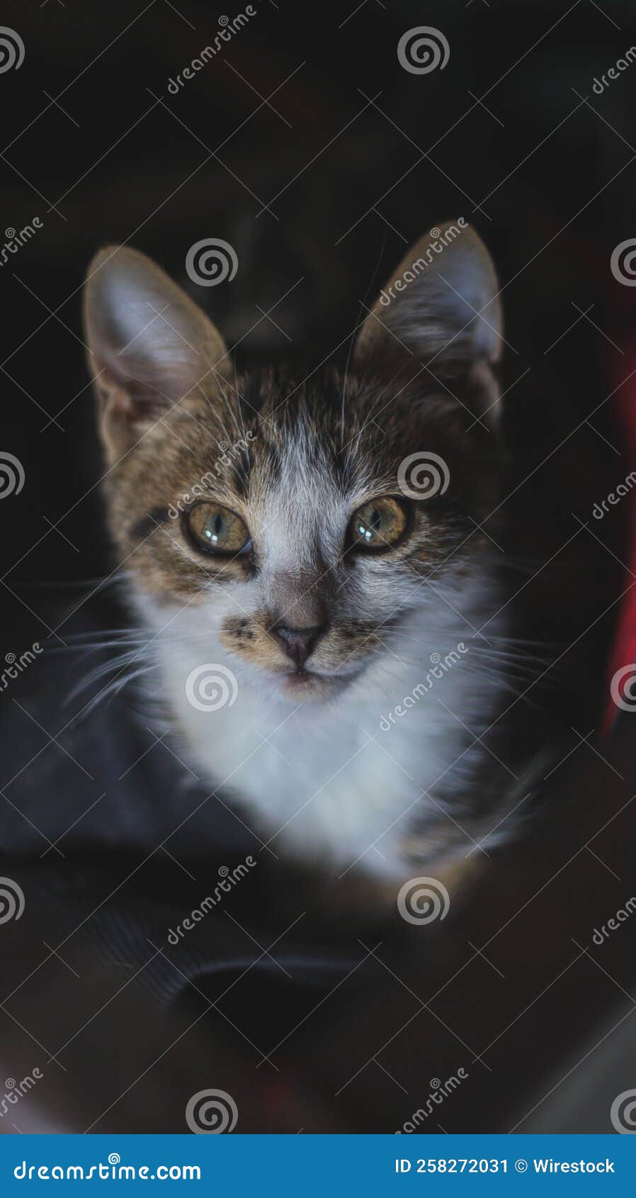 Vertical Shot of a Cute Cat Looking at the Camera Stock Image - Image ...