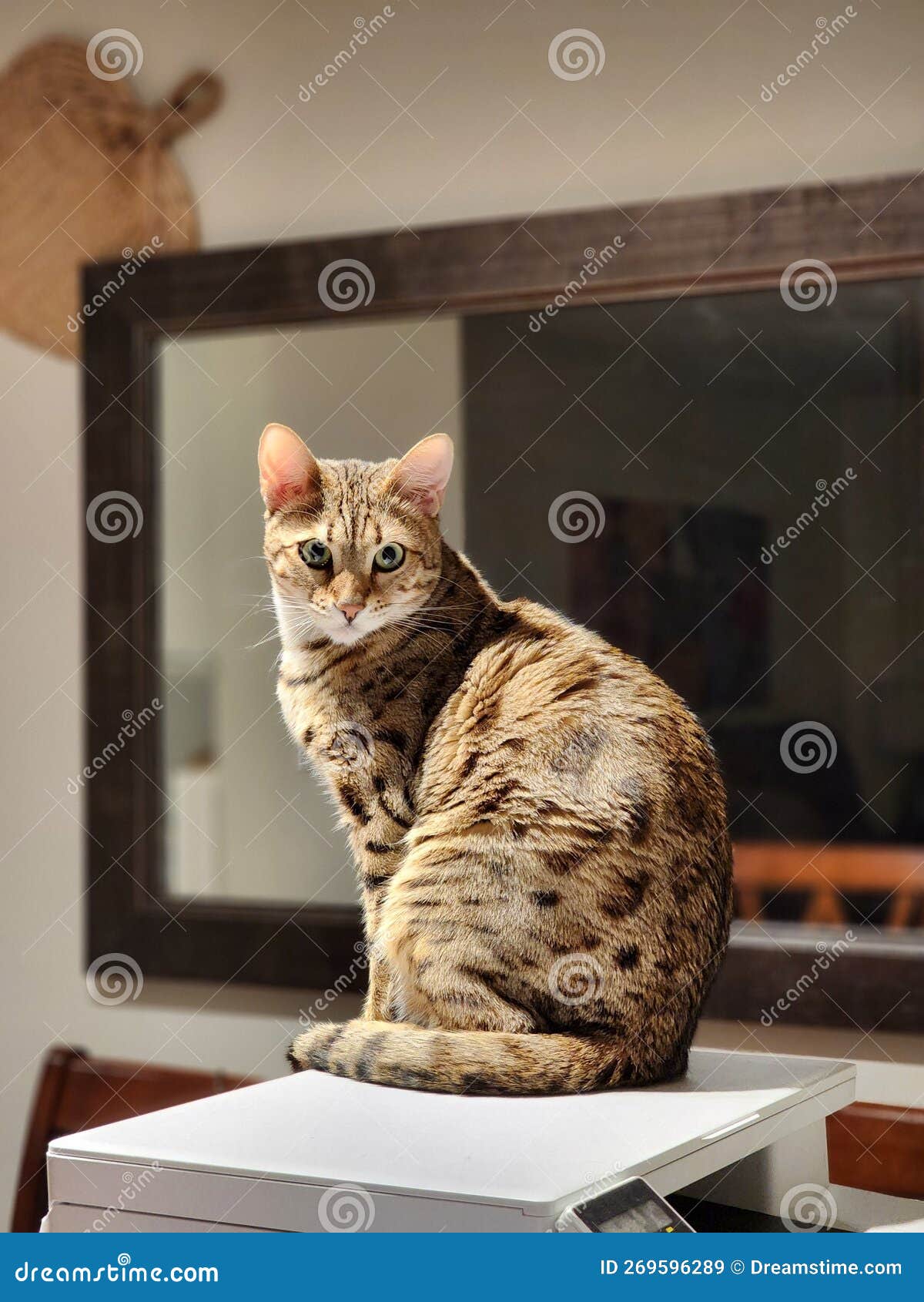 Vertical Shot of a Cute Cat on Top of a Printer. Stock Image - Image of ...