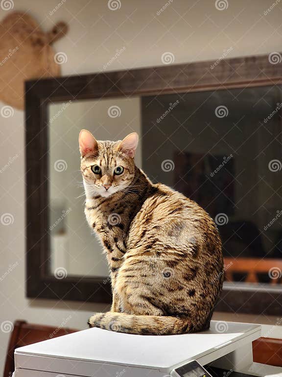 Vertical Shot of a Cute Cat on Top of a Printer. Stock Image - Image of ...