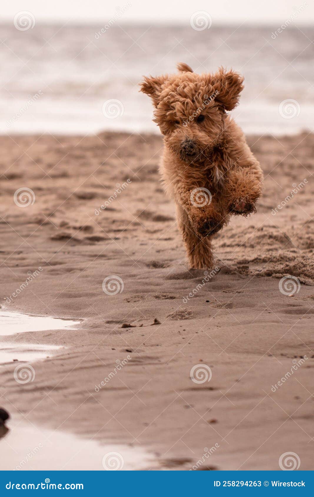 Vertical Shot of a Cute Fluffy Brown Dog Running in the Beach Stock ...
