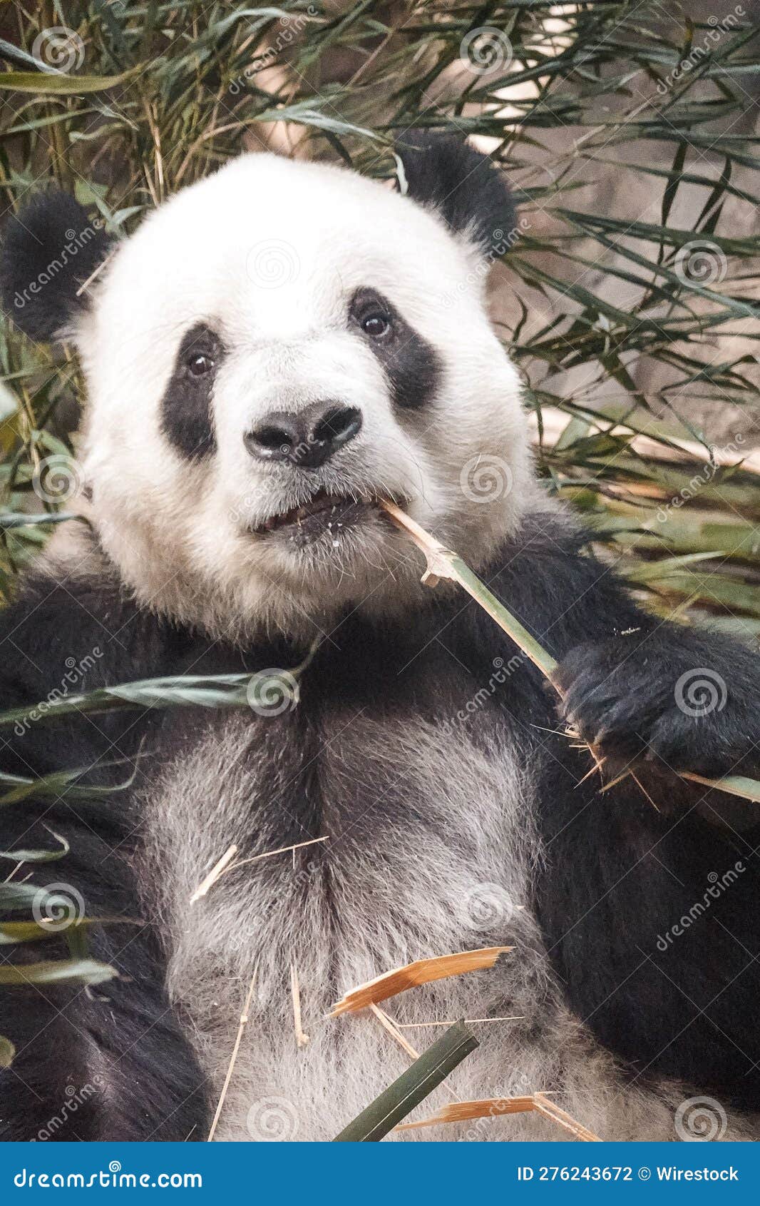 Vertical Shot of a Cute Fluffy Panda Chewing on Bamboo in a Zoo Stock ...