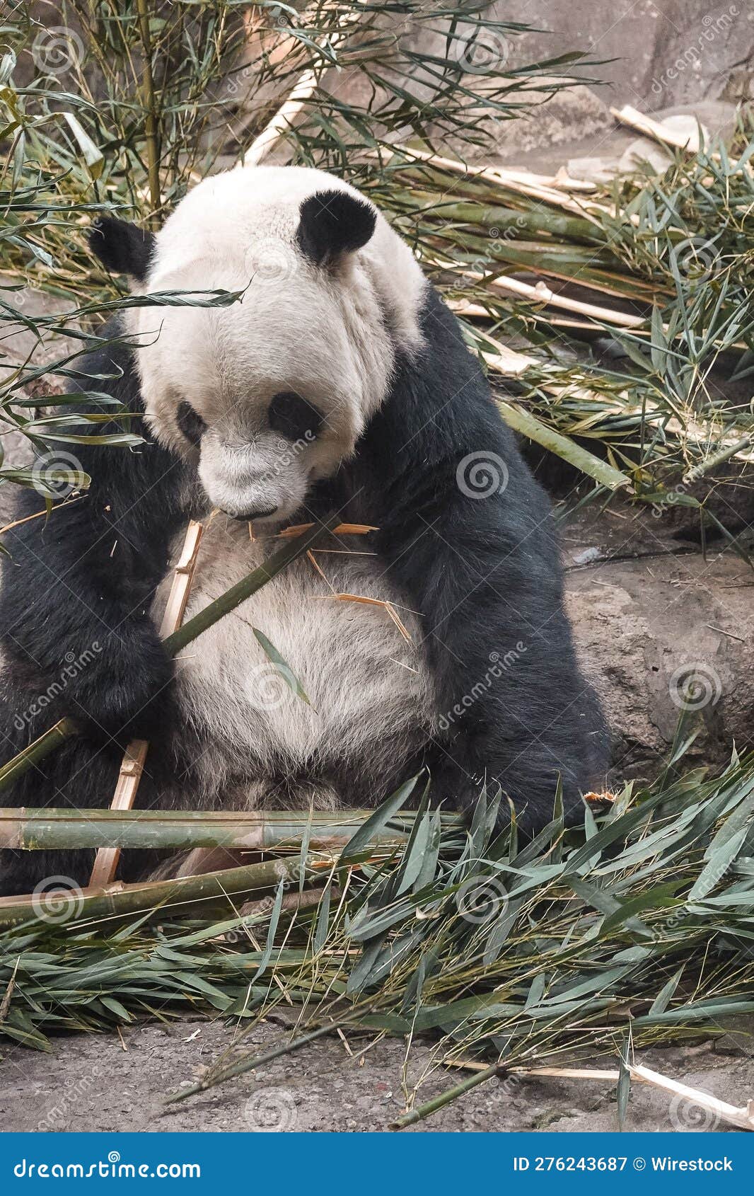 Vertical Shot of a Cute Fluffy Panda Chewing on Bamboo in a Zoo Stock ...