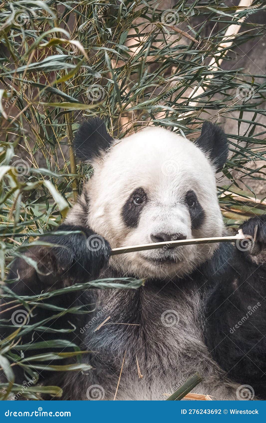 Vertical Shot of a Cute Fluffy Panda Chewing on Bamboo in a Zoo Stock ...