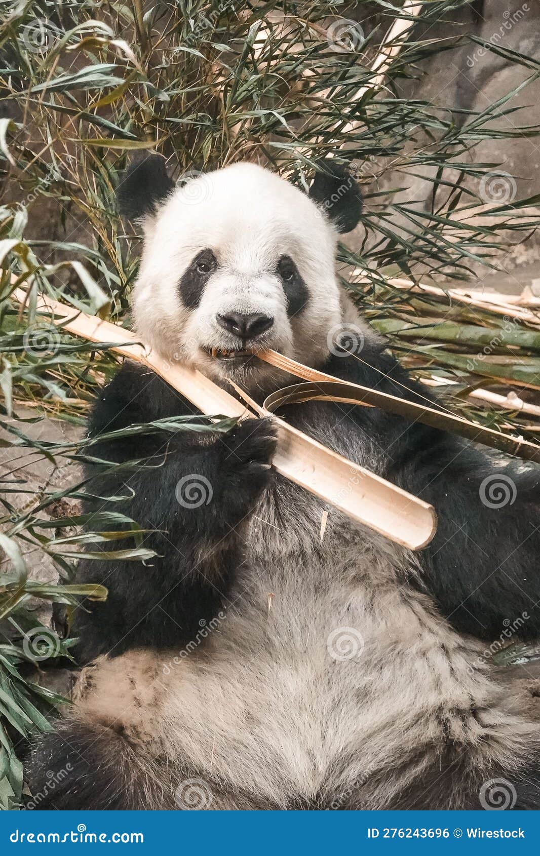Vertical Shot of a Cute Fluffy Panda Chewing on Bamboo in a Zoo Stock ...
