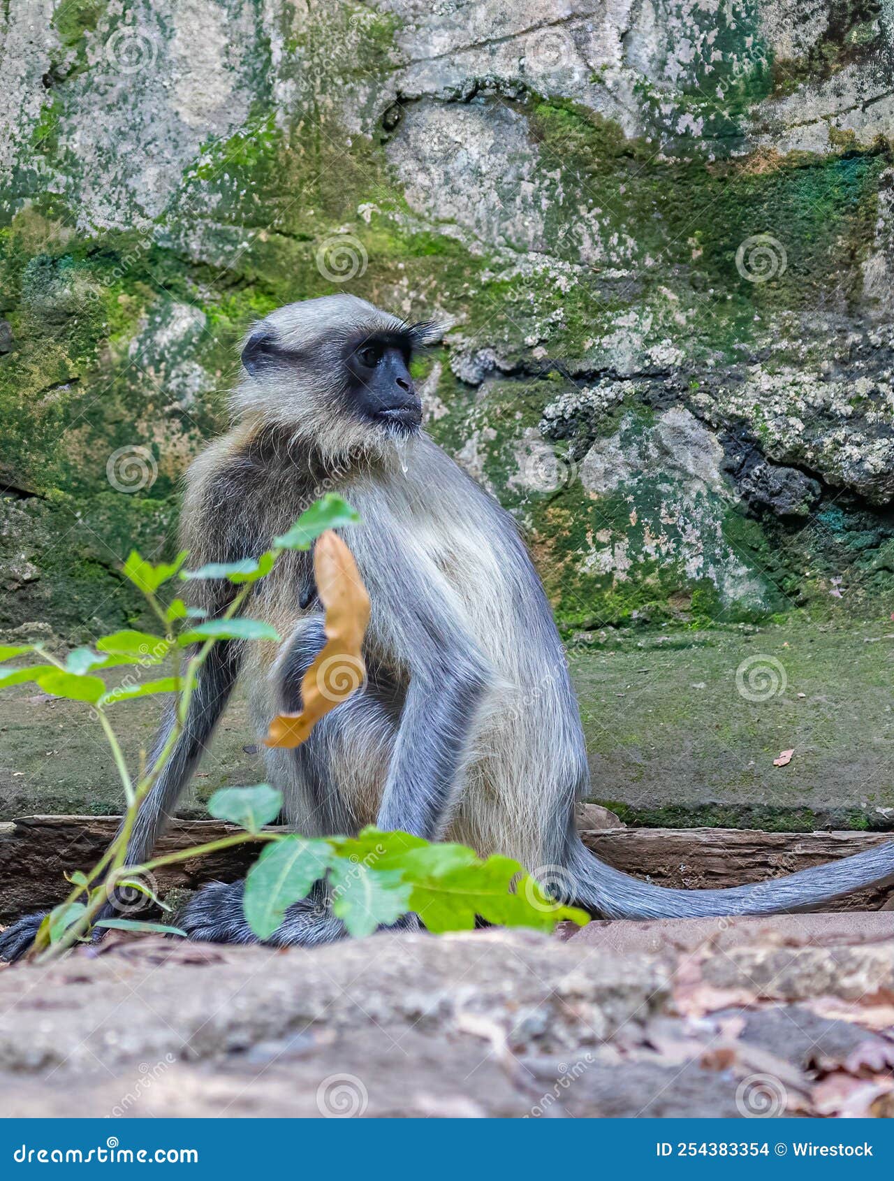 Vertical Shot of a Cute Gray Languor in a Jungle Stock Photo - Image of ...