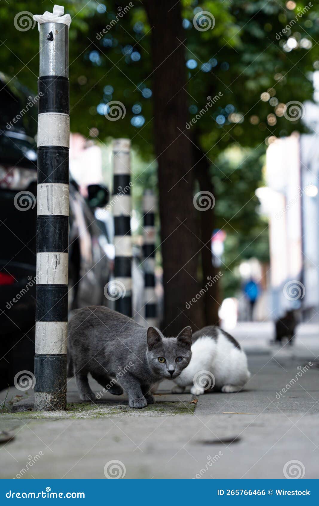 Vertical Shot of a Cute Gray Stray Cat with Interesting Eyes Standing ...