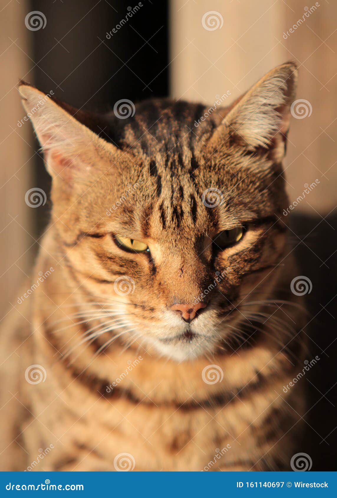 Cute Grumpy Looking Cat Portrait On Yellow Background Royalty-Free ...