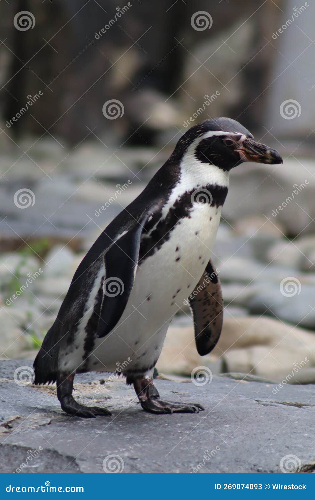 Vertical Shot of a Cute Humboldt Penguin Standing on the Rock Stock ...