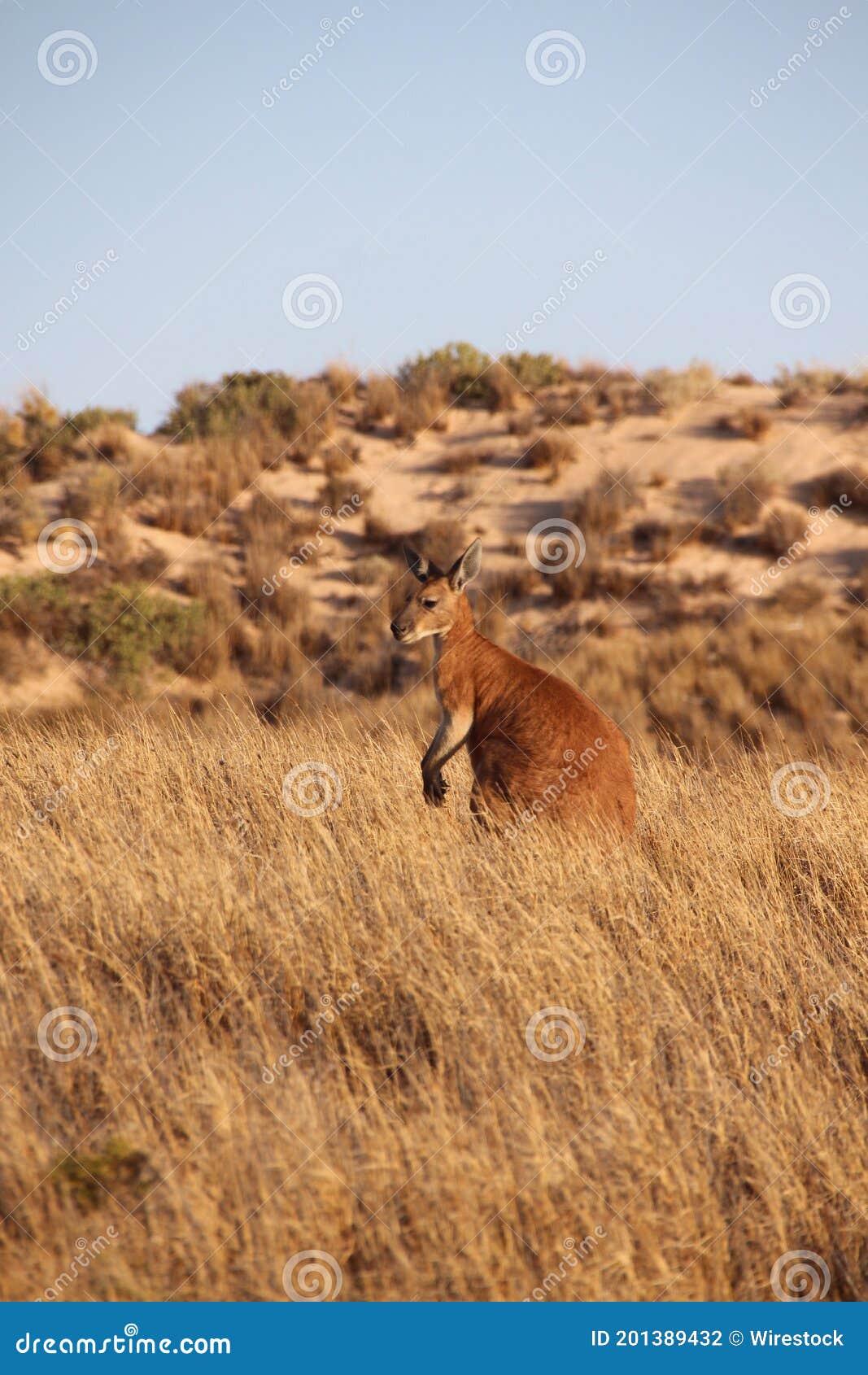 Vertical Shot of a Cute Kangaroo in a Large Field Stock Photo - Image ...