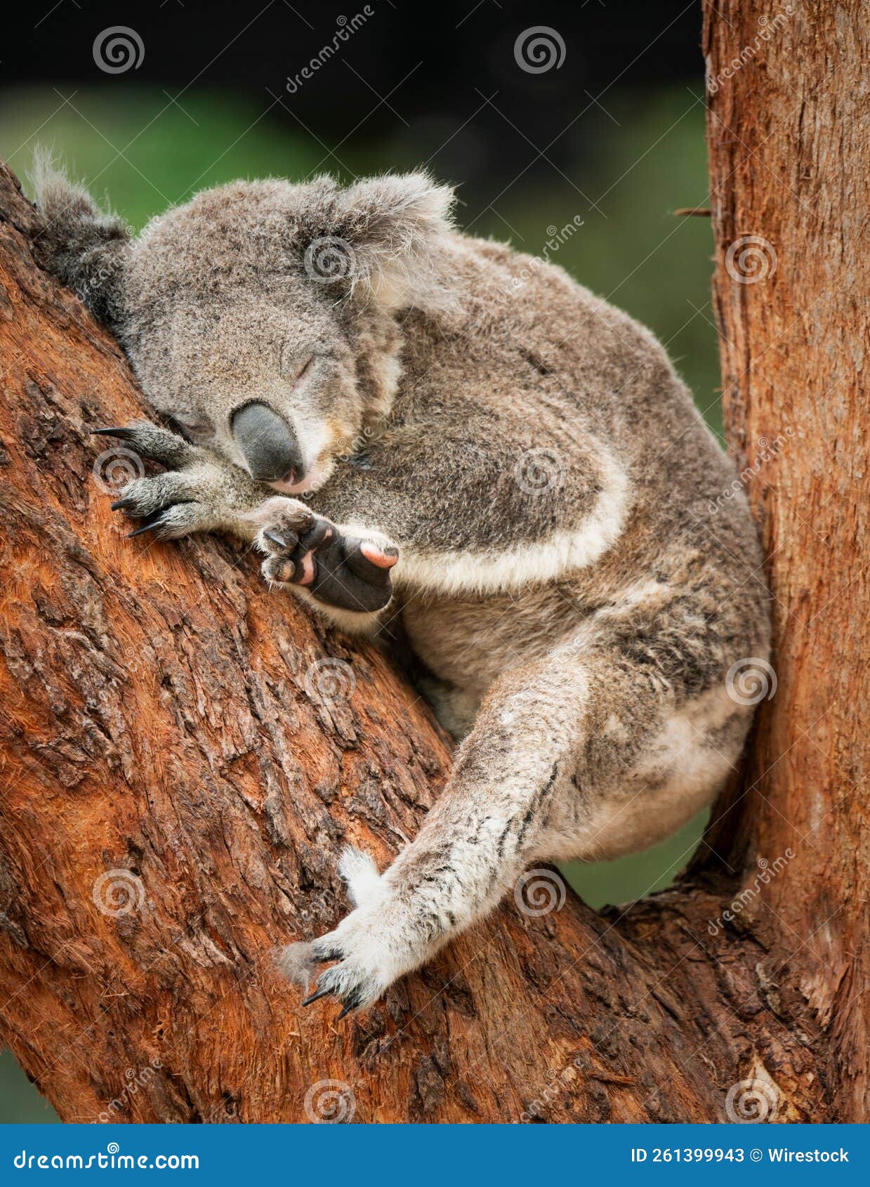 Vertical Shot of a Cute Koala (Phascolarctos Cinereus) Hugging a Tree ...