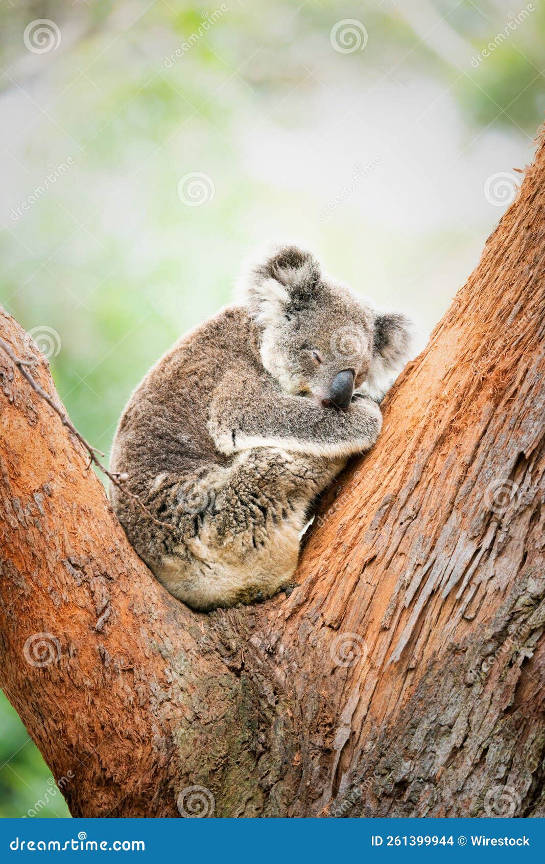 Vertical Shot of a Cute Koala (Phascolarctos Cinereus) Hugging a Tree ...