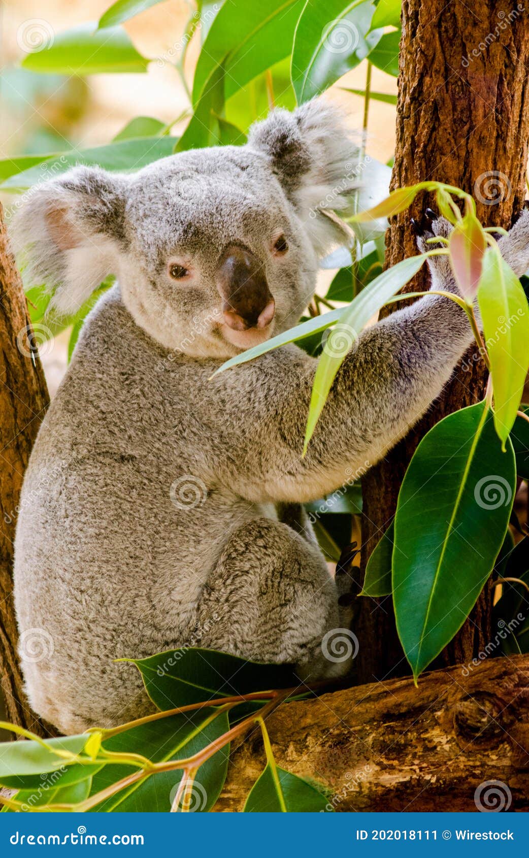 Vertical Shot of a Cute Koala in a Zoo Stock Image - Image of animals ...