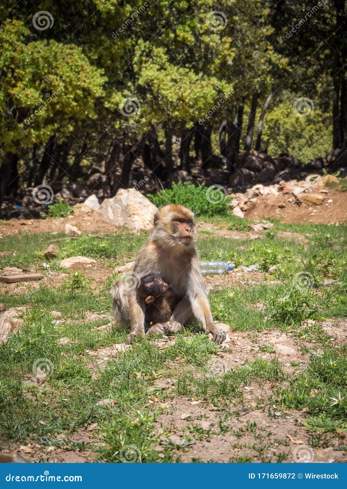 Vertical Shot of a Cute Macaca Sylvanus Berber Monkey in Morocco Stock Photo - Image of mountain ...