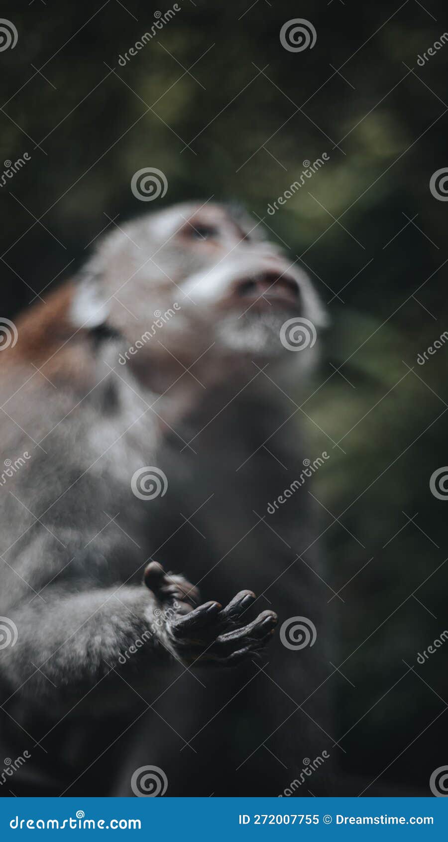 Vertical Shot of a Cute Monkey Looking Up Stock Image - Image of ...