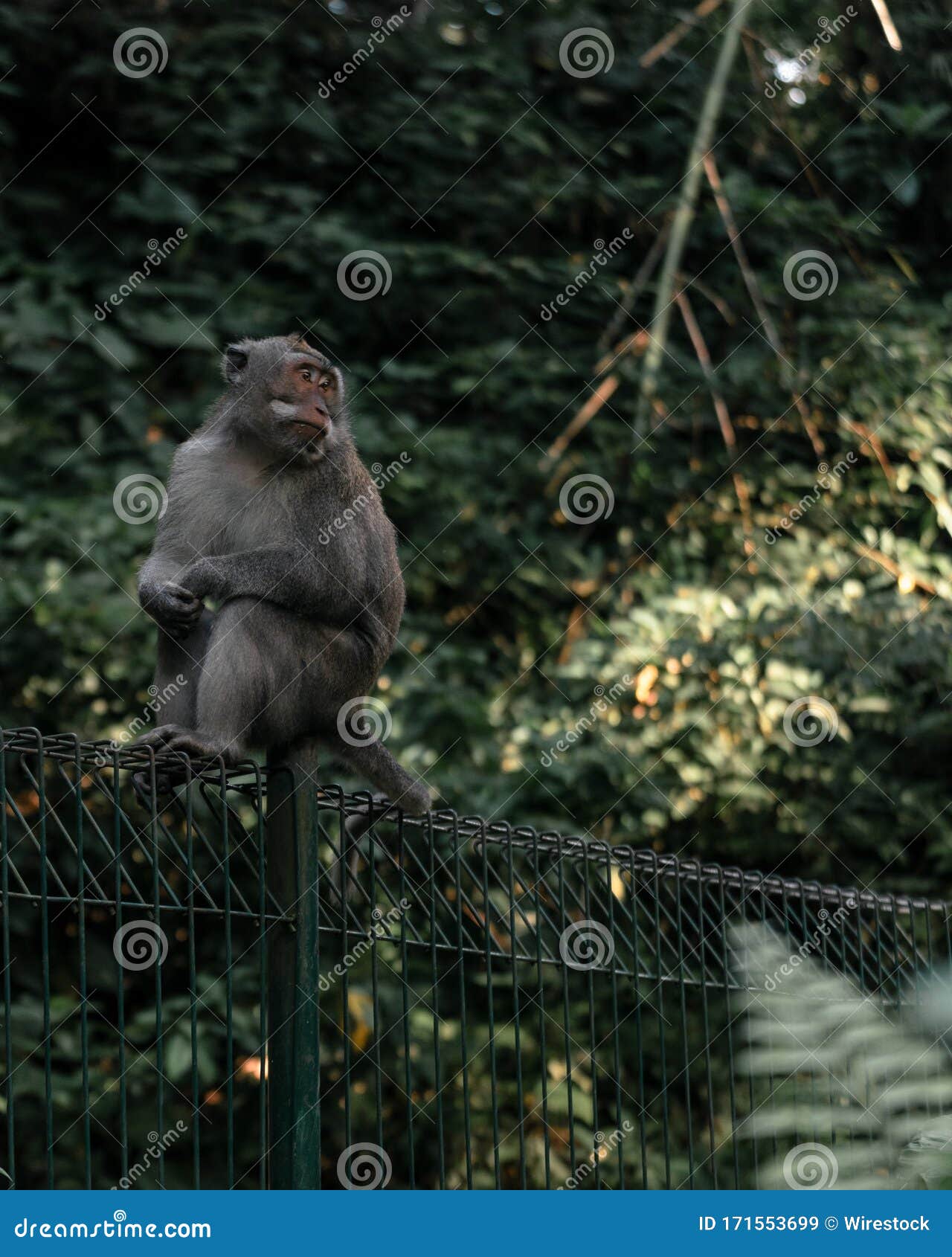 Vertical Shot of a Cute Monkey Sitting on a Fence in the Middle of the ...