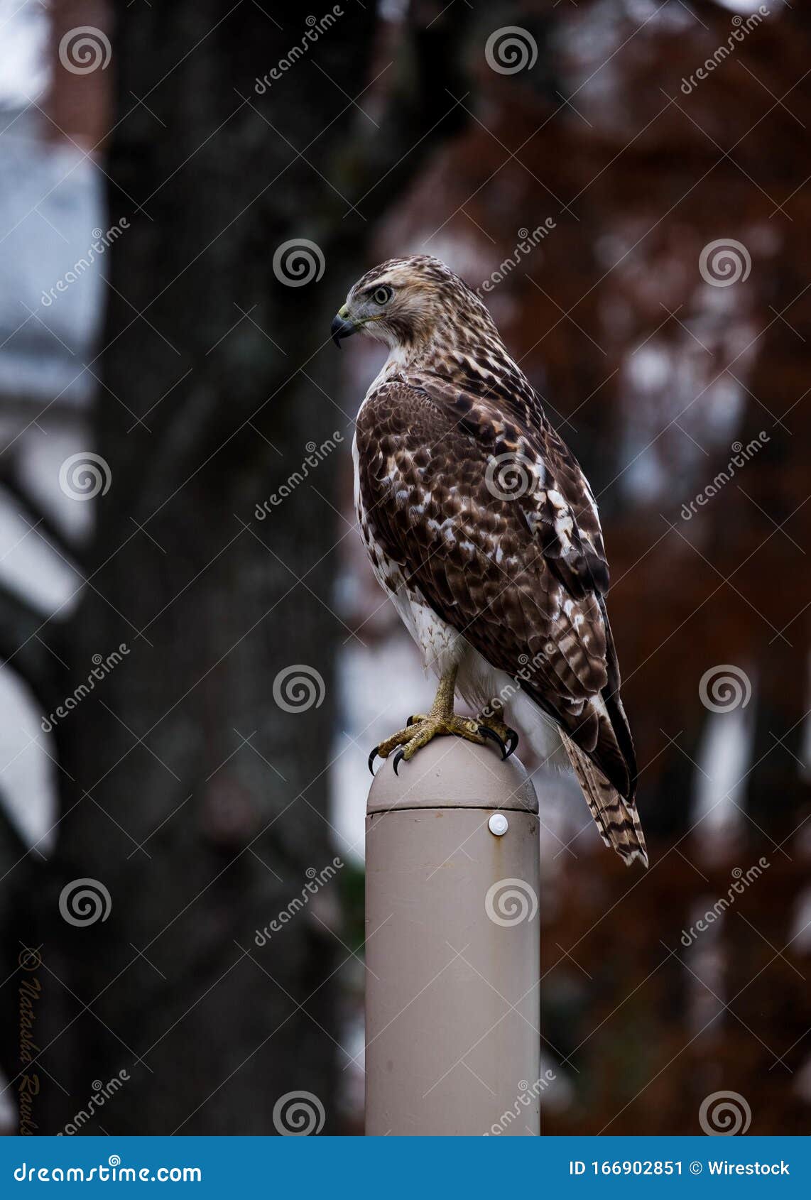 Vertical Shot of a Cute Red-shouldered Hawk Standing on a Stick Stock ...