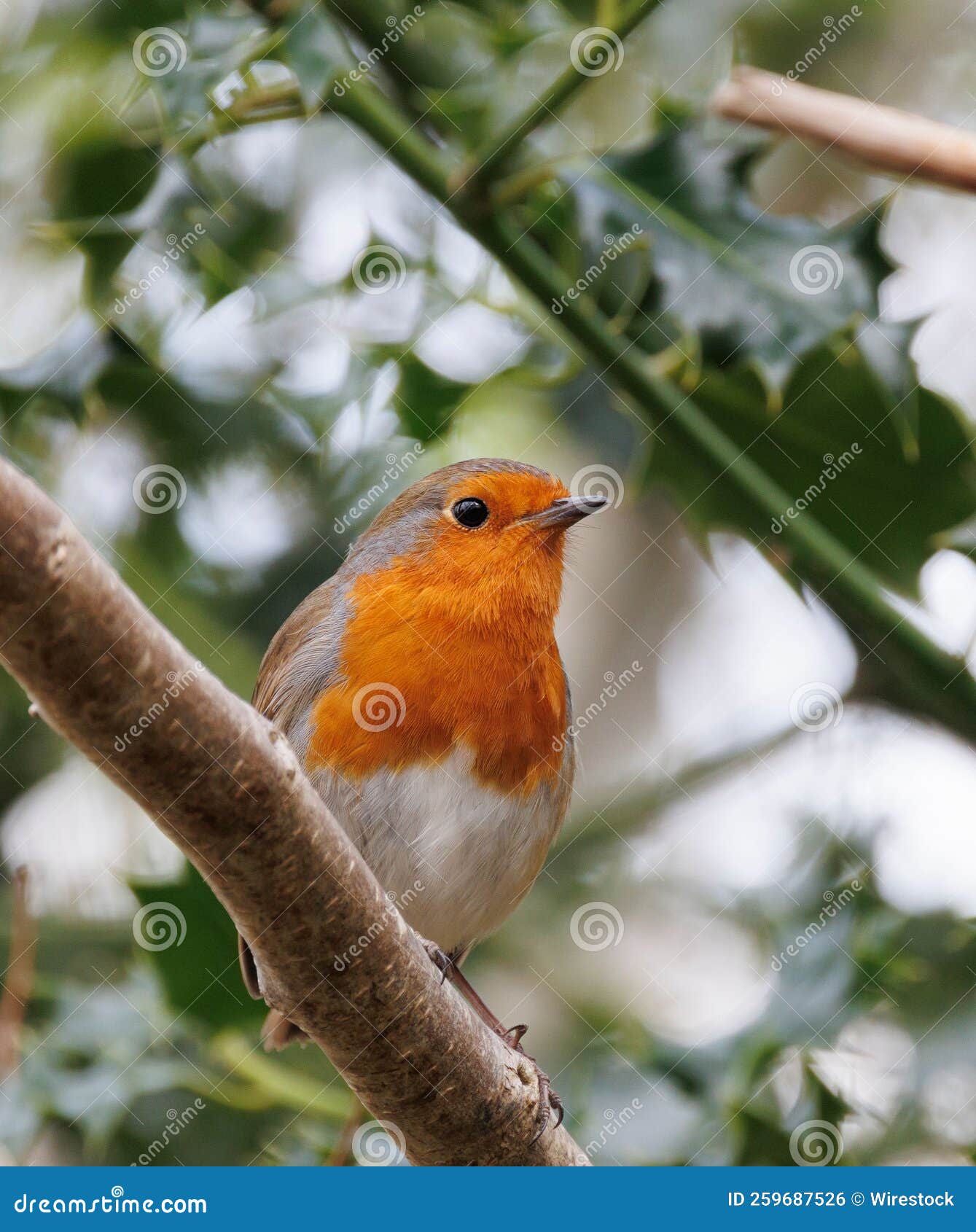 Vertical Shot of a Cute Robin Red Breast Bird Stock Photo - Image of ...
