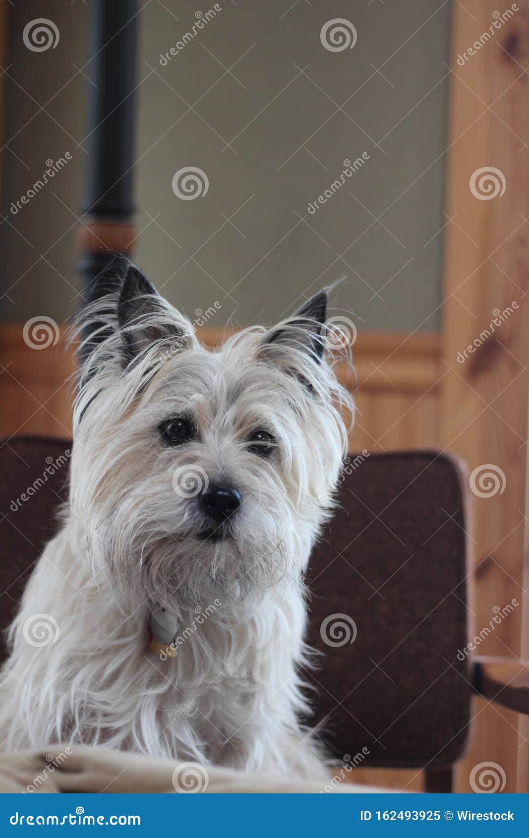 Vertical Shot of a Cute White Dog Stock Image - Image of indoors, black ...