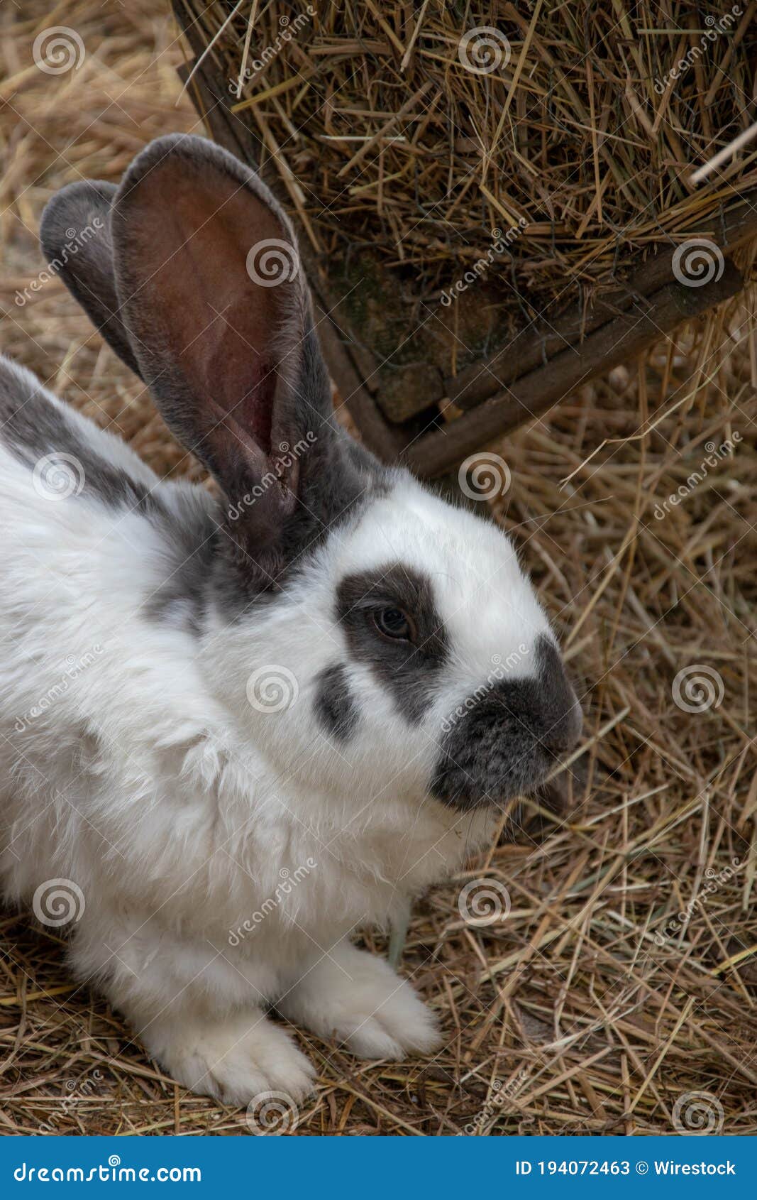 Vertical Shot of a Cute White Domestic Rabbit on a Haystack in a Farm ...