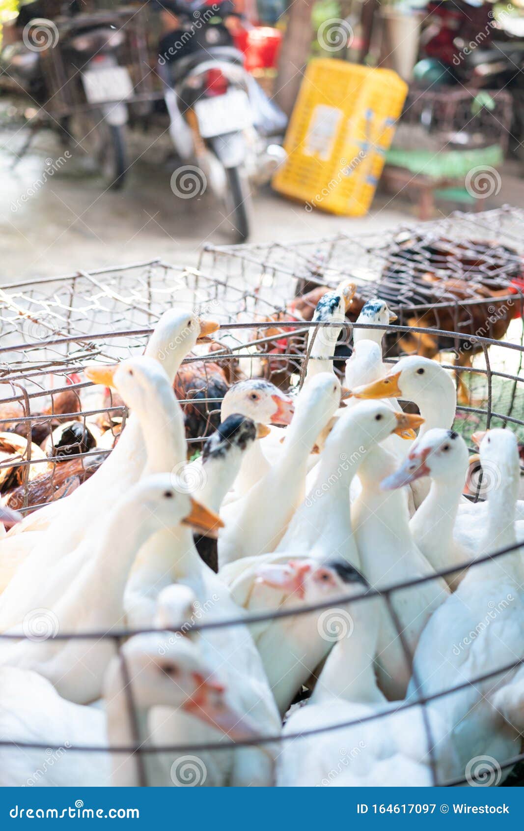 Vertical Shot of Cute White Ducks in a Net with a Blurred Background ...