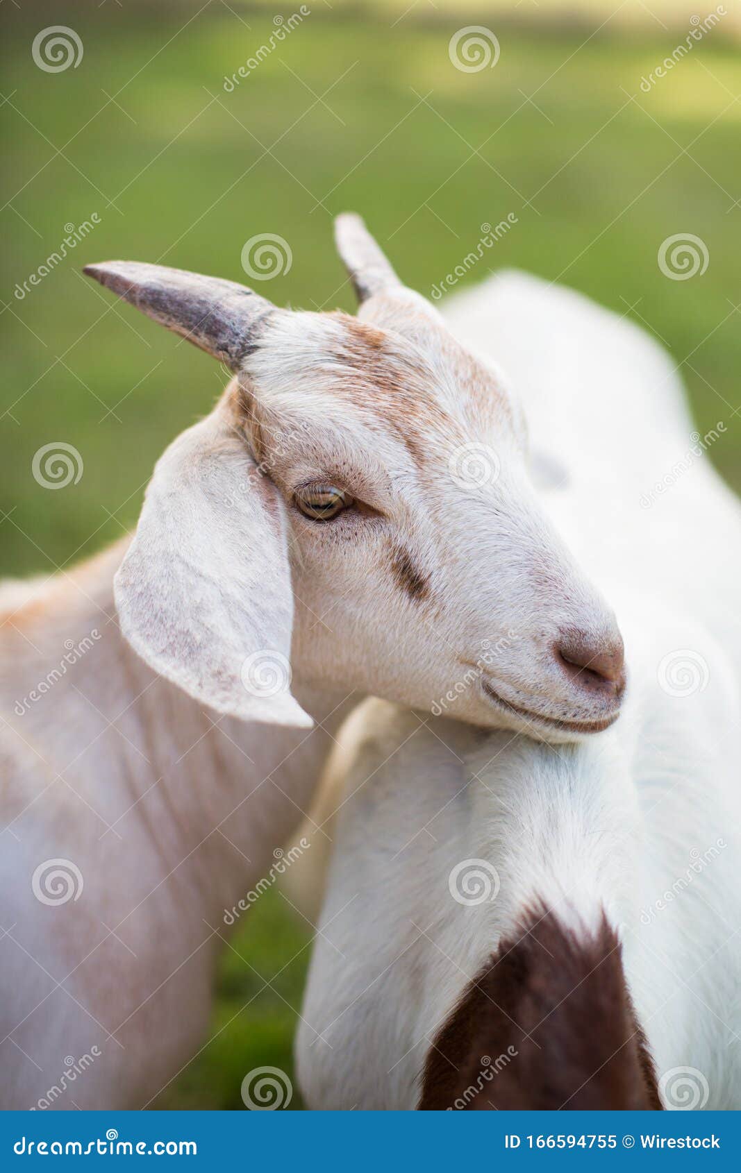 Vertical Shot of a Cute White Goat Leaning on Another Goat Stock Image ...