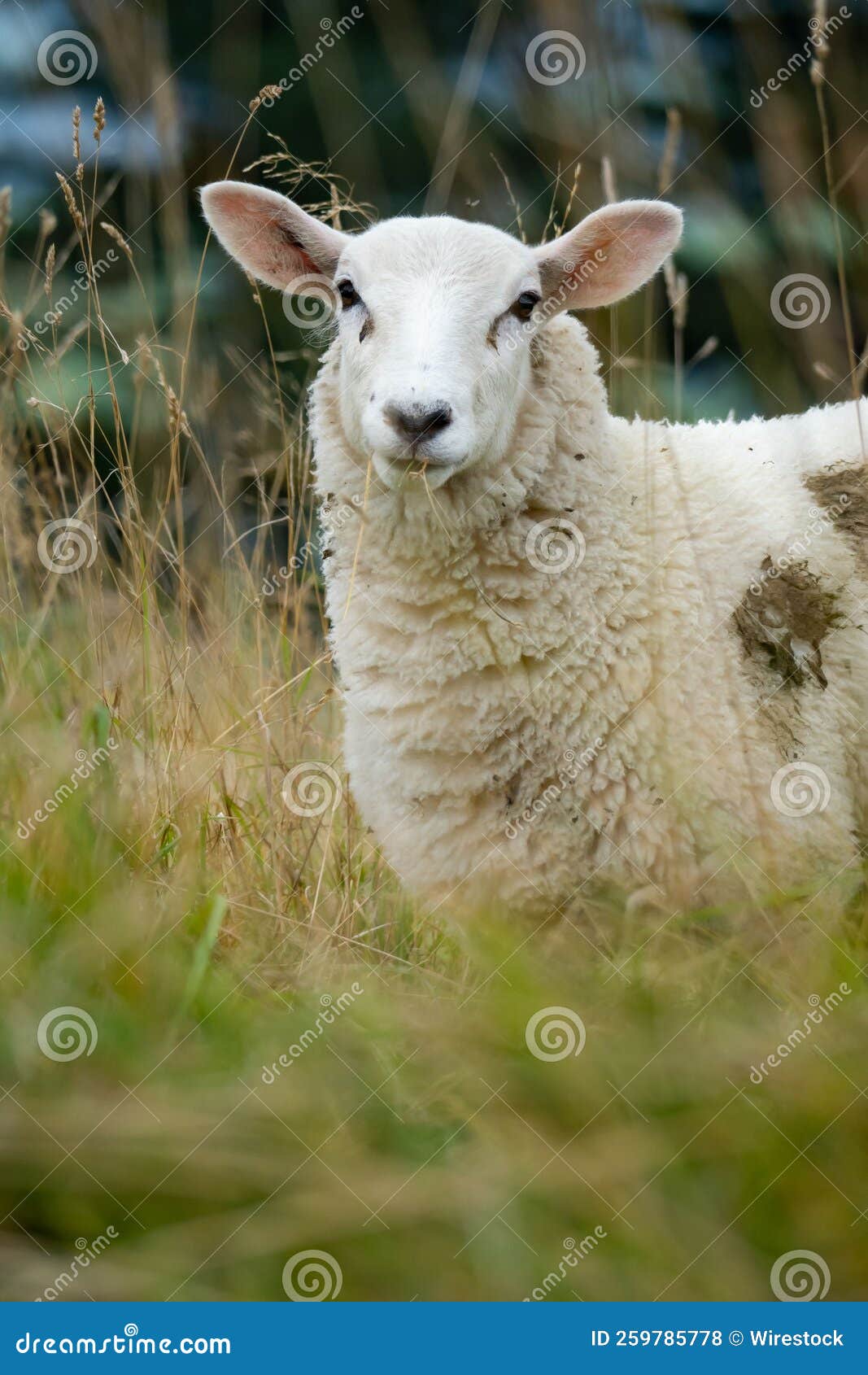 Vertical Shot of a Cute White Sheep Stock Photo - Image of agriculture ...