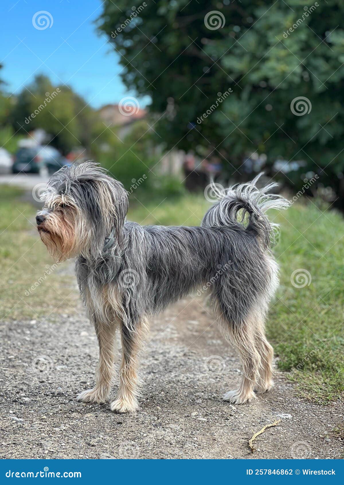 Vertical Shot of a Cute Yorki Dog Stock Photo - Image of puppy, cute ...