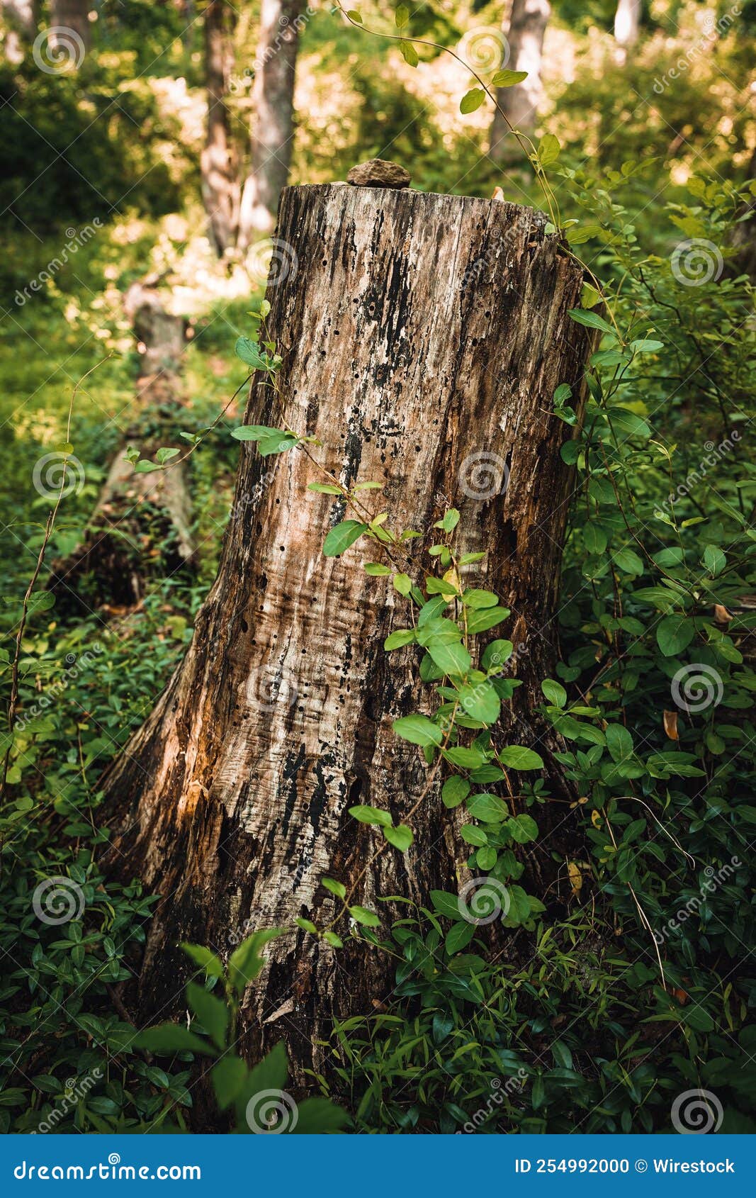 Vertical Shot of a Cutted Tree with Green Leaves Stock Photo - Image of ...