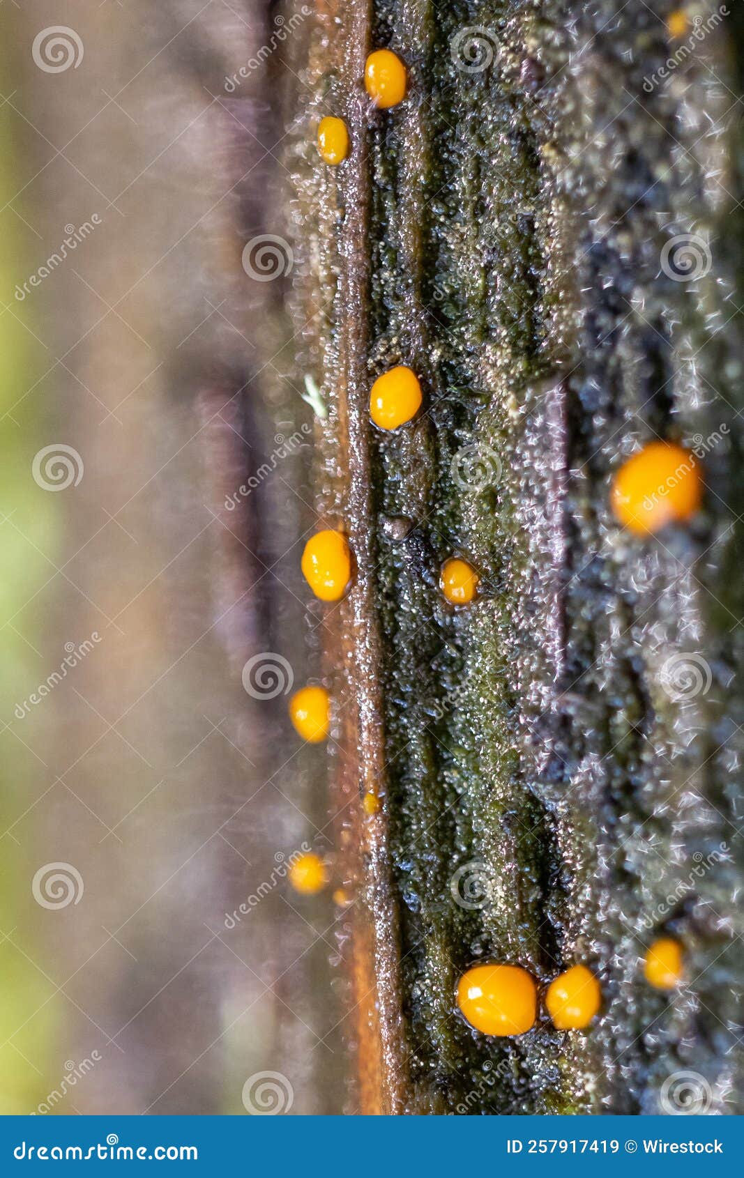 Vertical Shot of the Dacrymyces Stillatus Stock Image - Image of ...