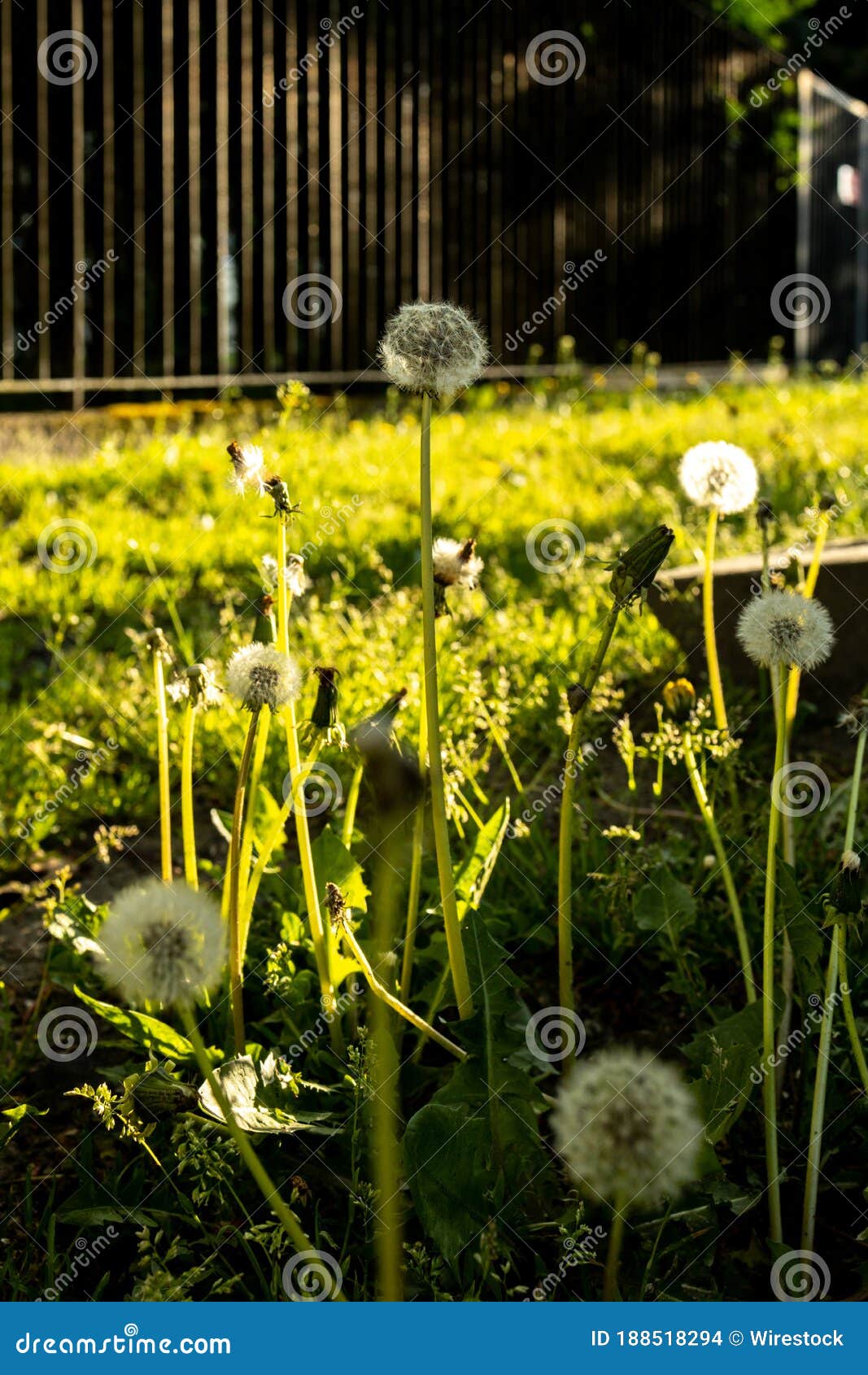 Vertical Shot of Dandelion Puffs in a Field in Sun Rays Stock Photo ...