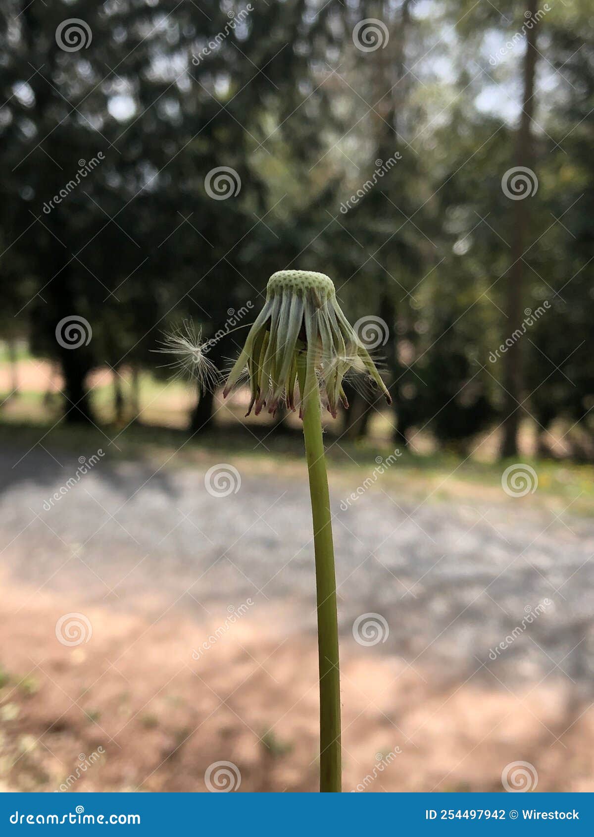 Vertical Shot of Dandelion Stem Stock Photo - Image of environment ...
