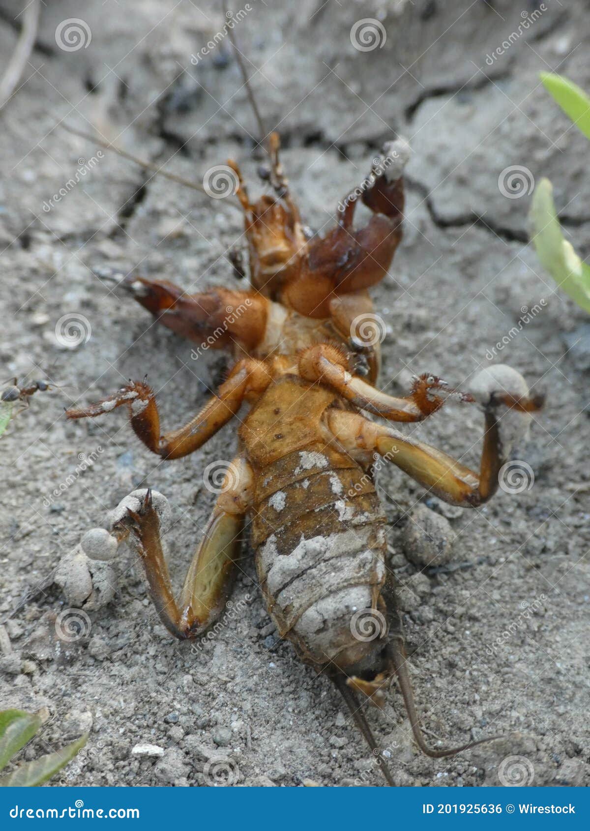 Vertical Shot of a Dead Beetle Lying Upside Down on Its Back Stock ...