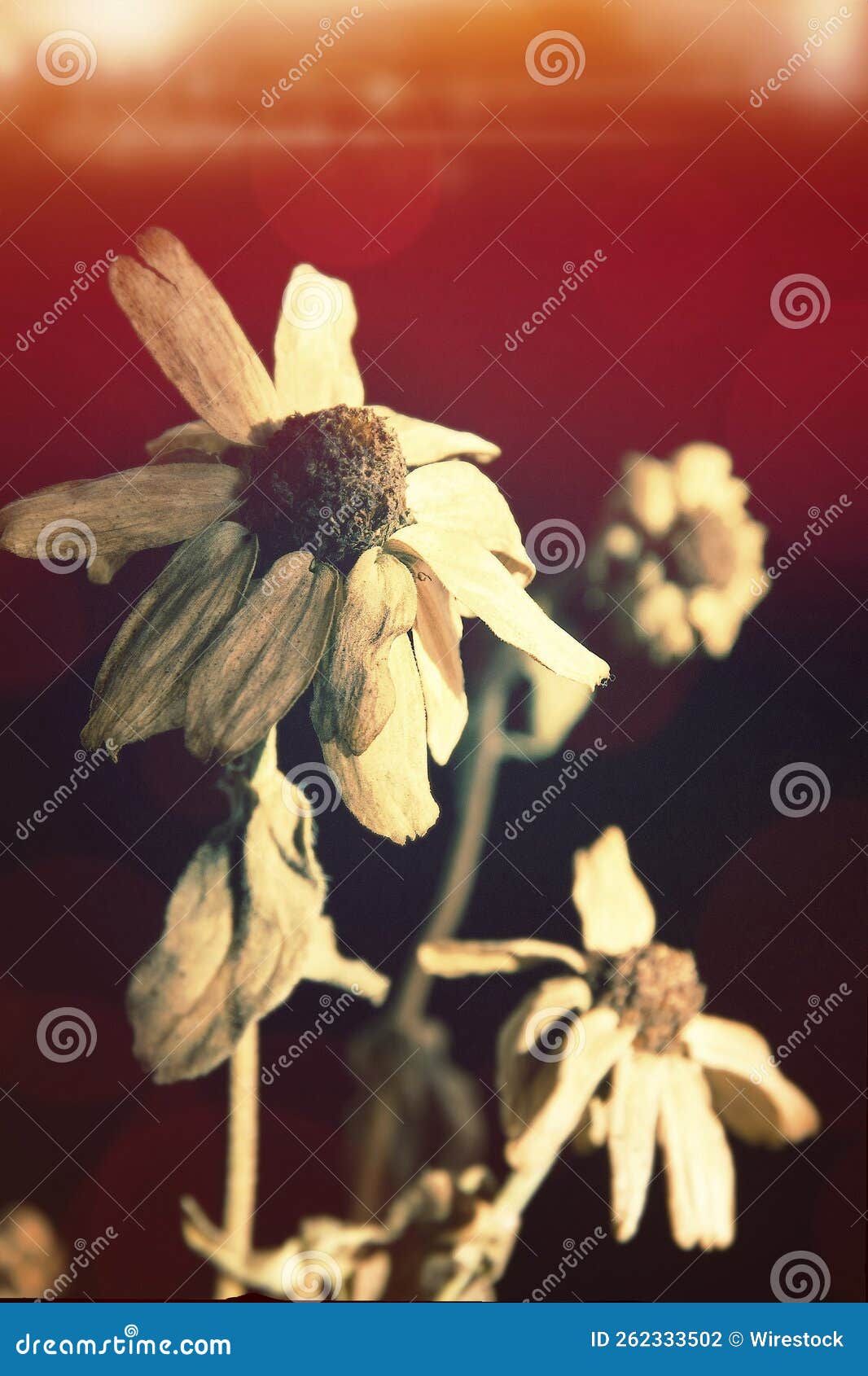 Vertical Shot of Dead Daisy Flowers with Bokeh Lights Effects Stock ...