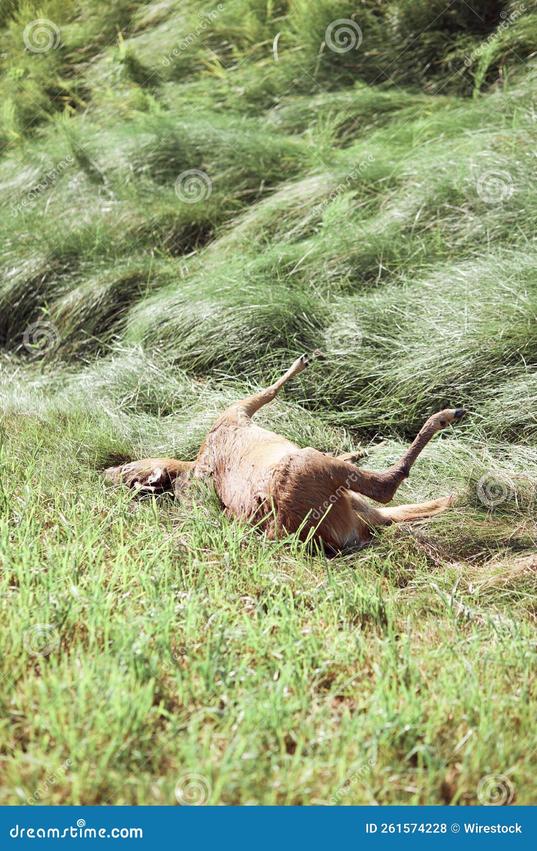 Vertical Shot of a Dead Deer on the Ground Covered in the Grass in the ...