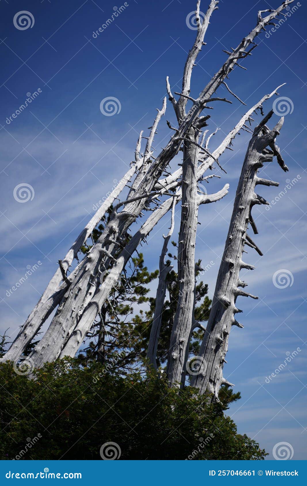 Vertical Shot of Dead Whitebark Pine Trees Stock Image - Image of ...