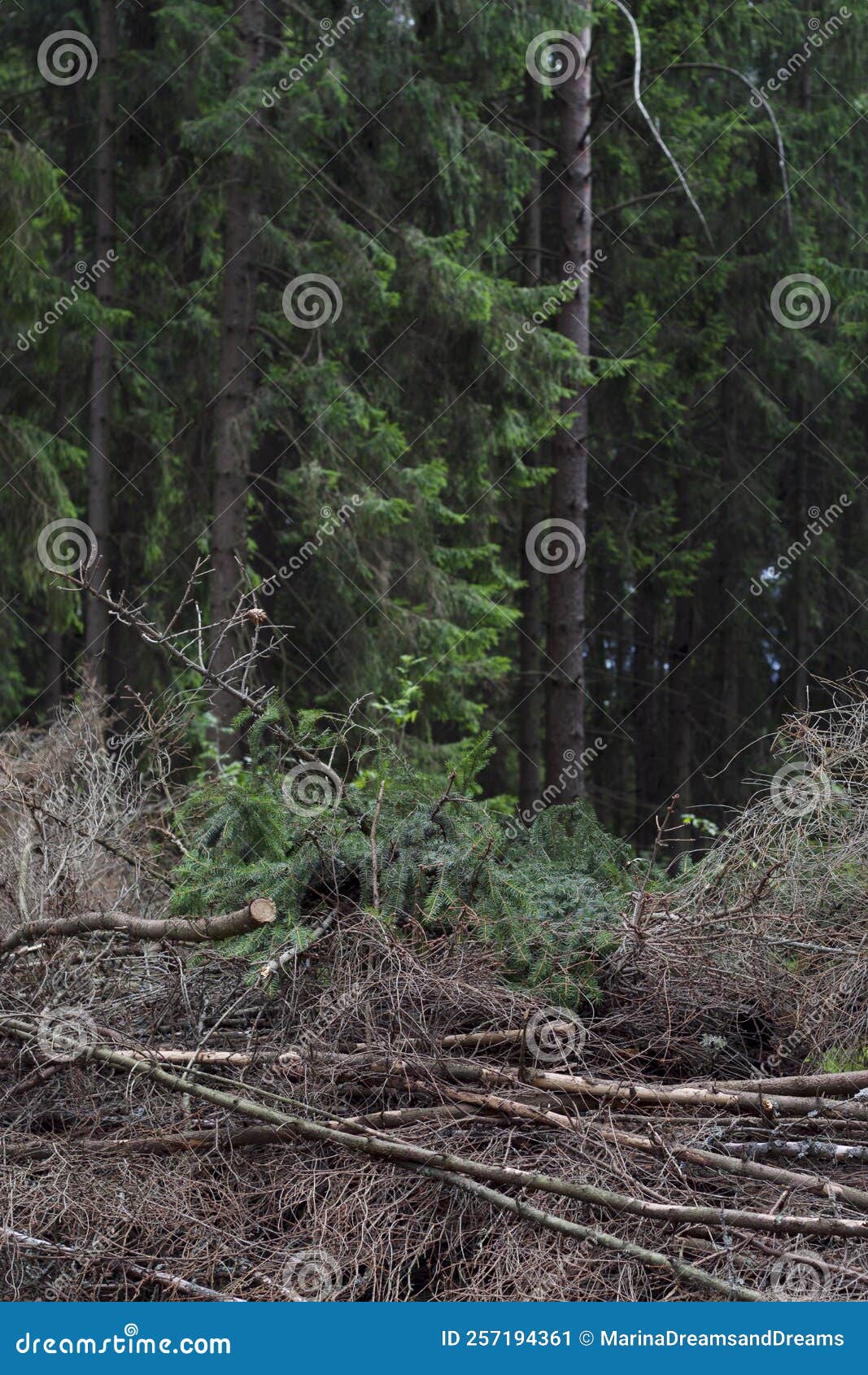 Deforestation In Deep Forest With Green Spruce Trees Royalty-Free Stock ...