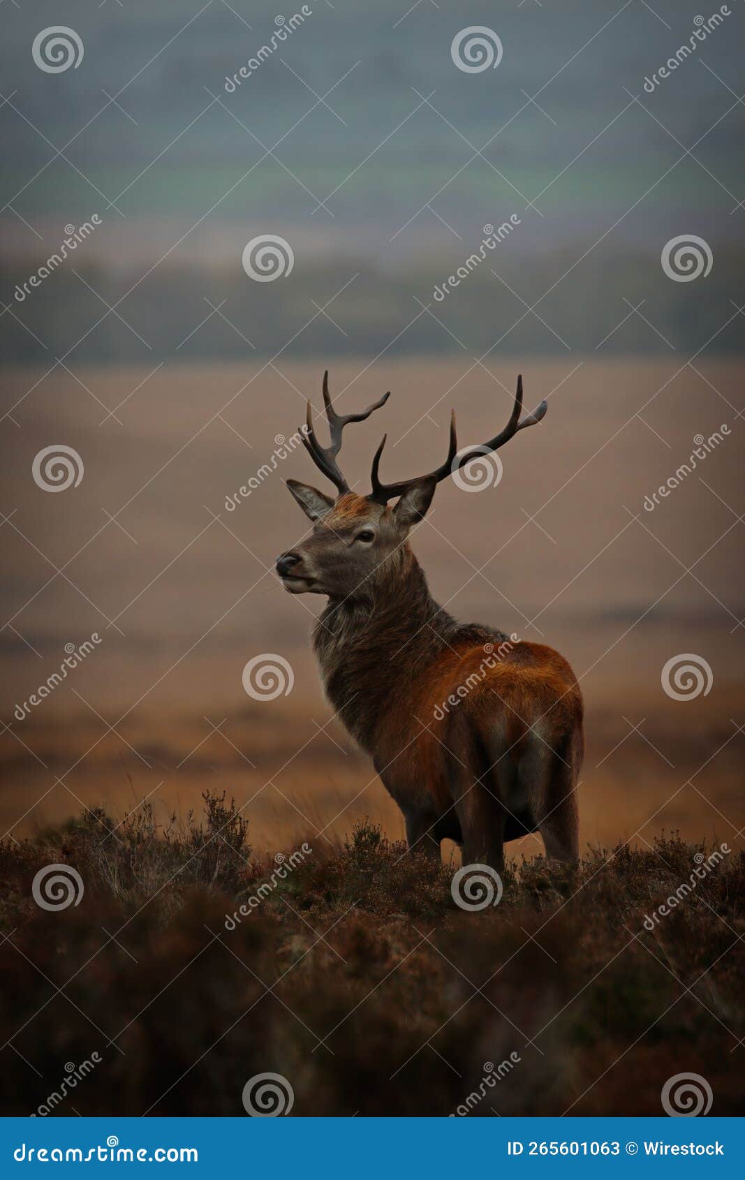 Vertical Shot of a Deer in a Field Stock Image - Image of wildlife ...
