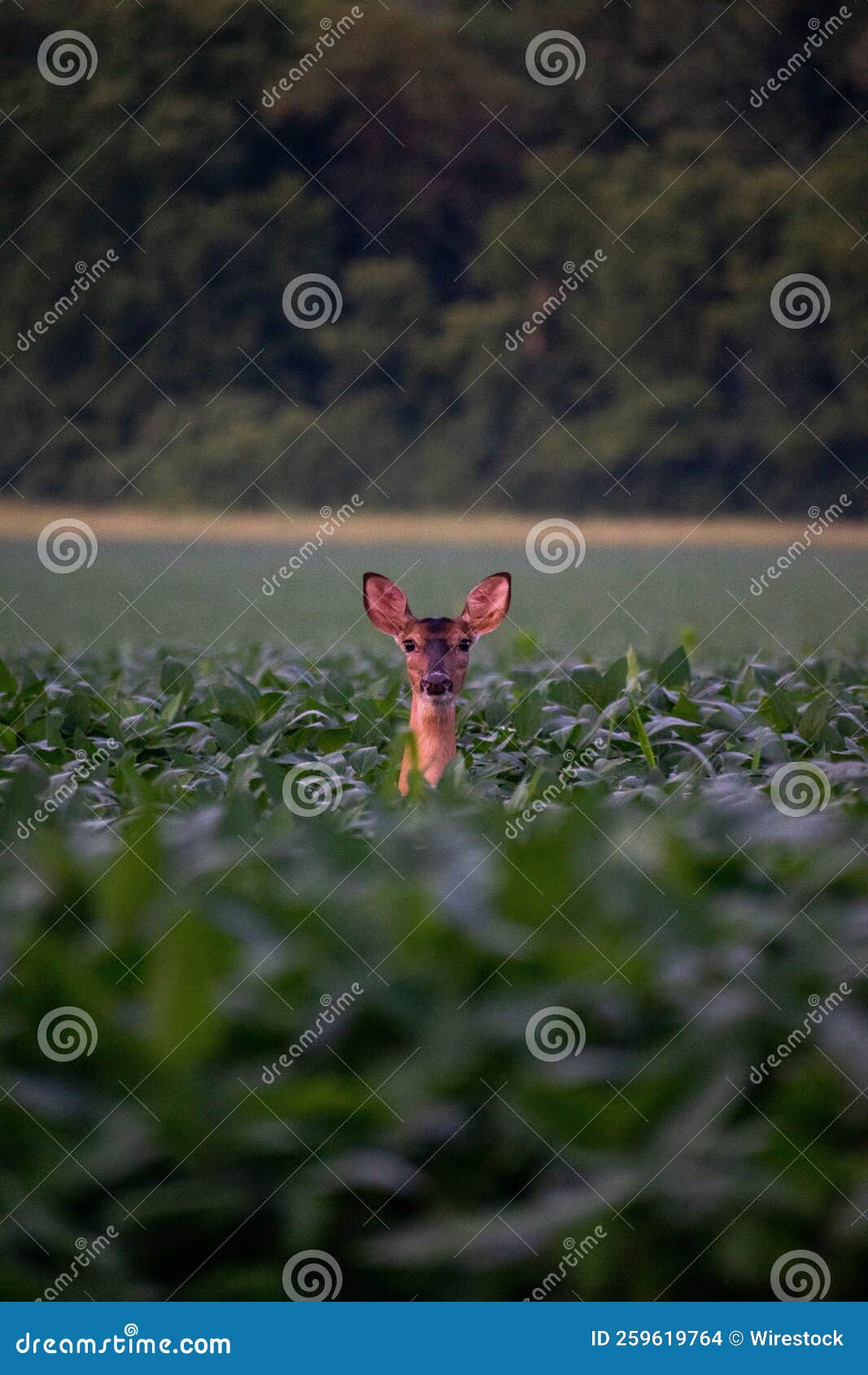 Vertical Shot of a Deer in a Field Full of Greenery and Plants Stock ...