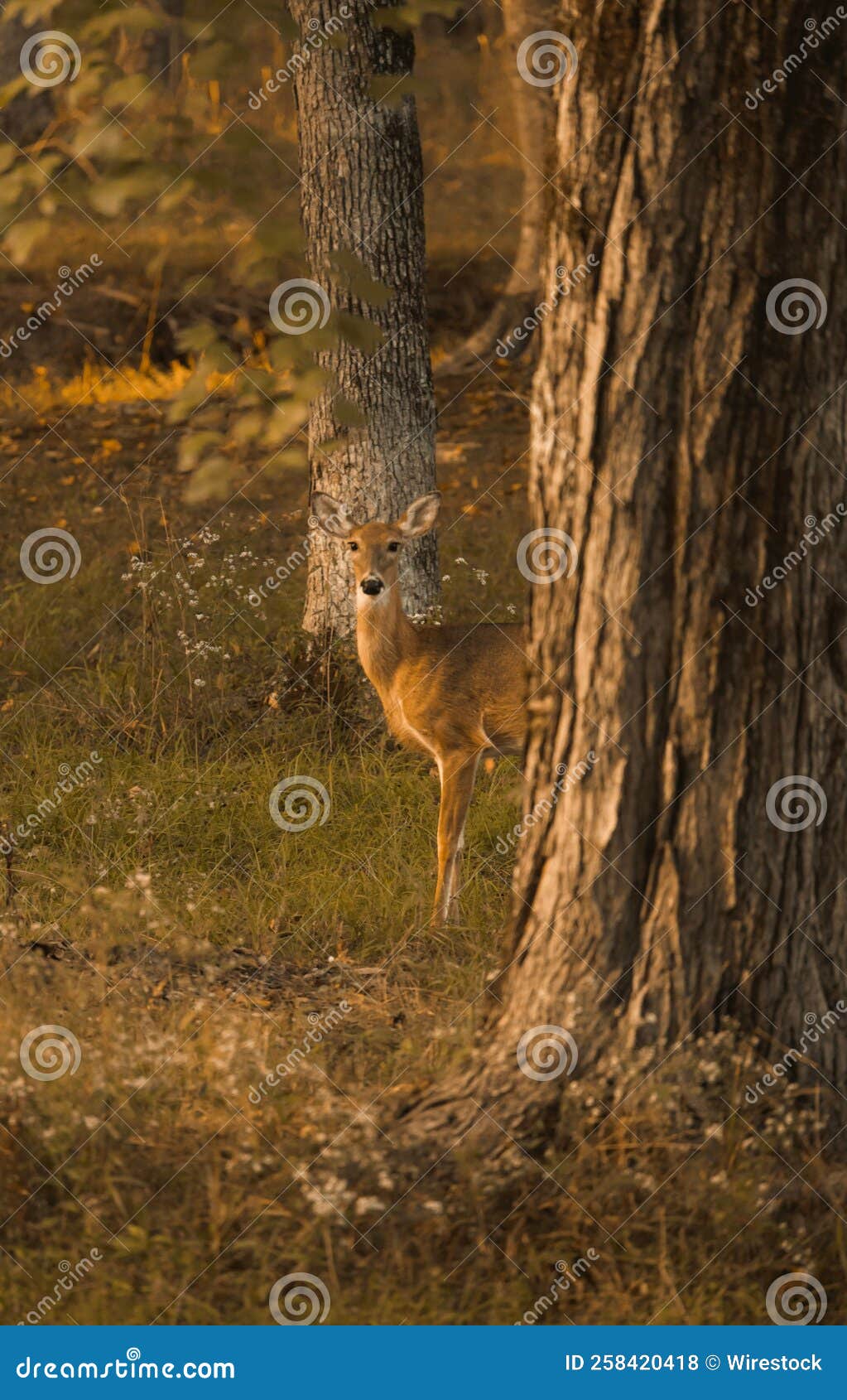Vertical Shot of a Deer Hiding Behind a Tree in a Forest Stock Photo ...