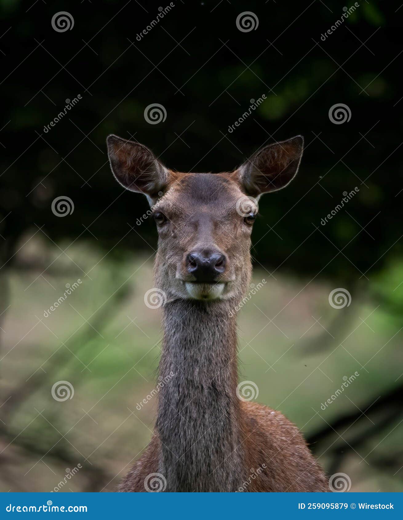 Vertical Shot of a Deer Looking at at the Camera with an Isolated Green ...