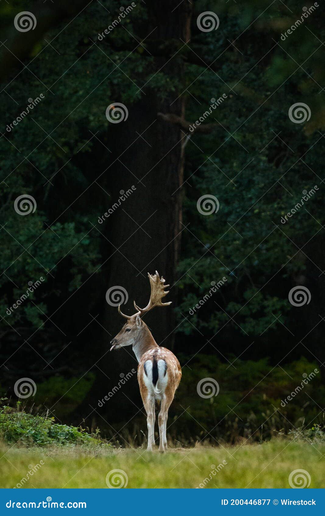 Vertical Shot of a Deer in the Middle of a Forest Stock Image - Image ...