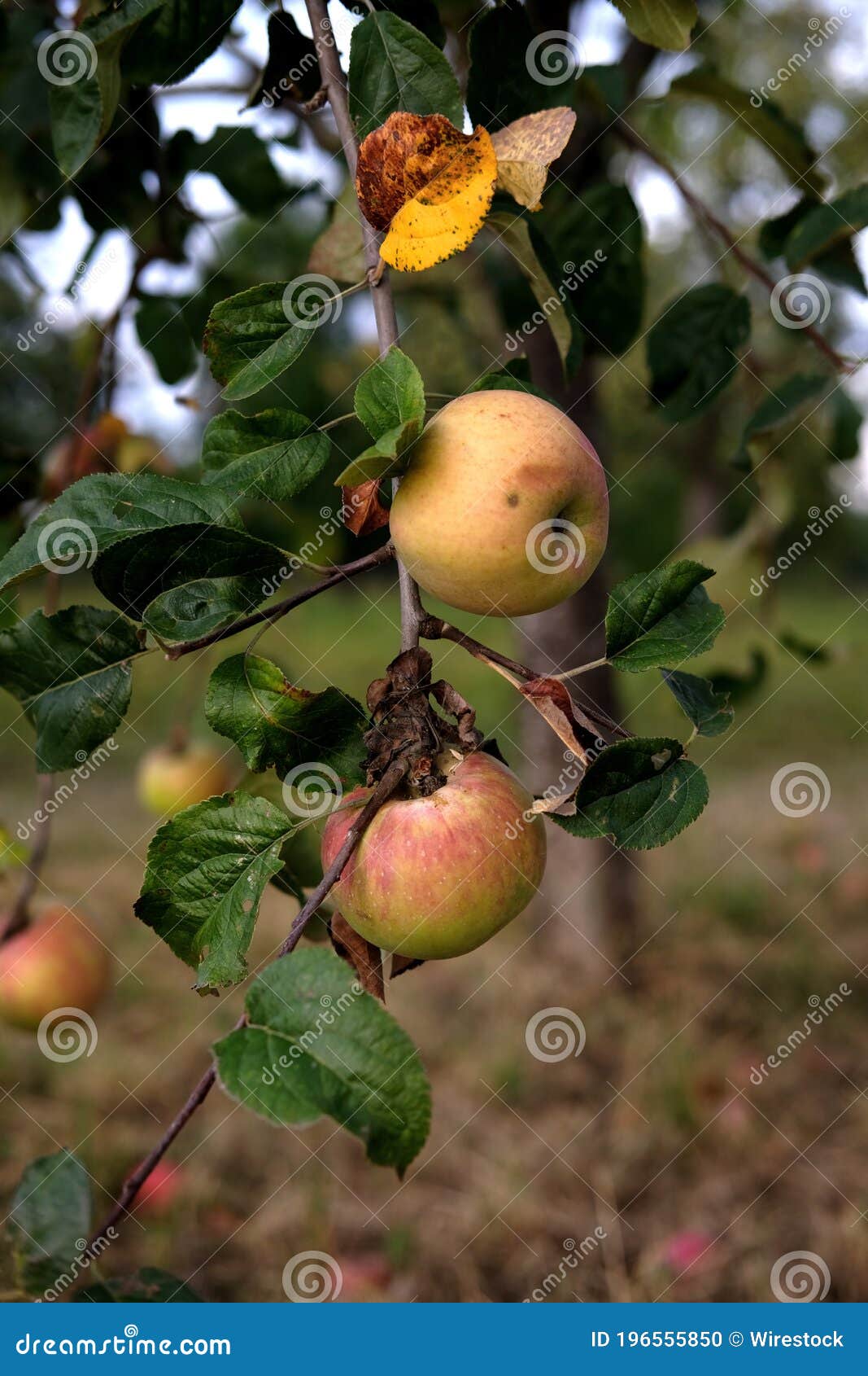 Vertical Shot of Delicious Apples on a Tree, in a Garden during ...