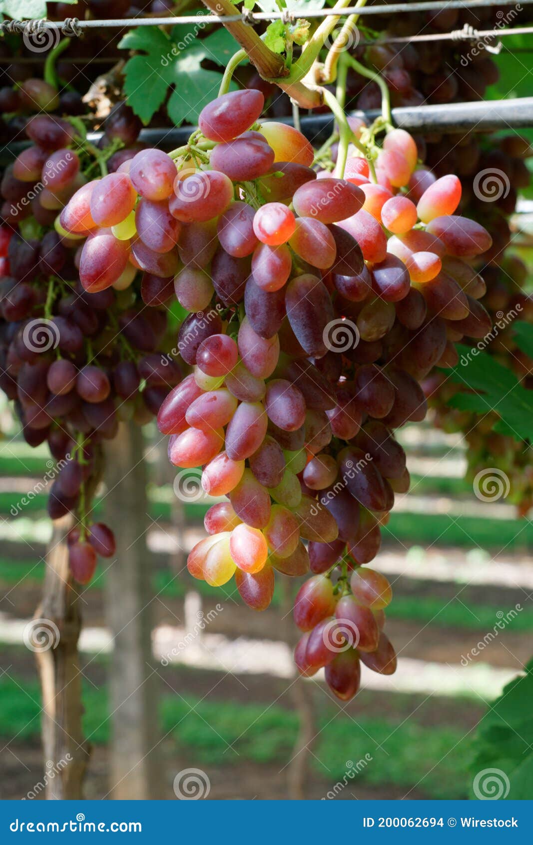 Vertical Shot of Delicious Grapes Stock Photo - Image of grape, grapes ...