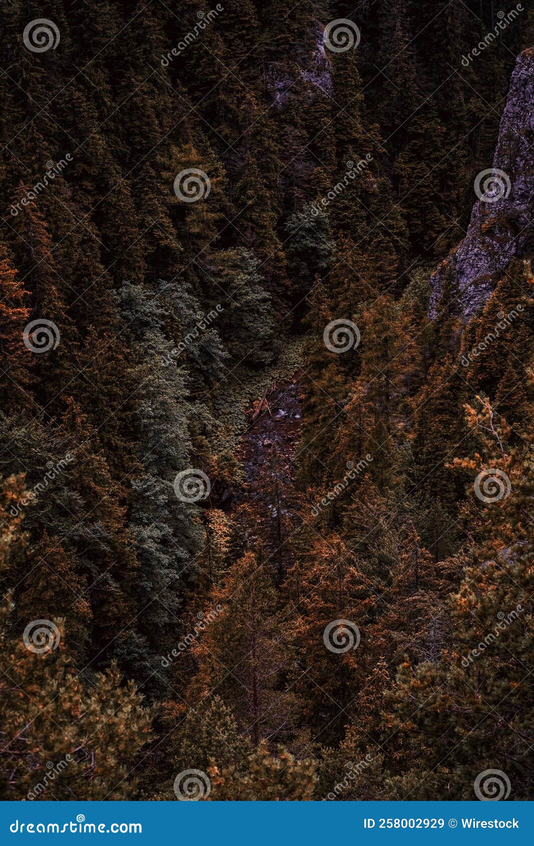 Vertical Shot of a Dense Coniferous Forest in Fall Colors Stock Image ...