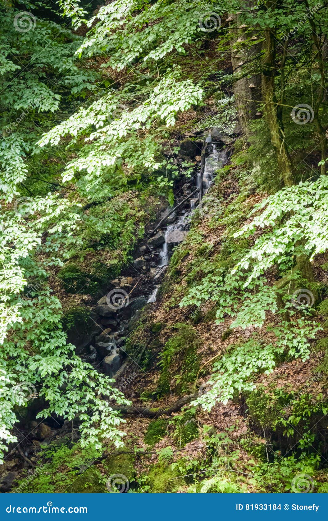 Vertical Shot of Dense, Green Tree Canopies Stock Photo - Image of view ...