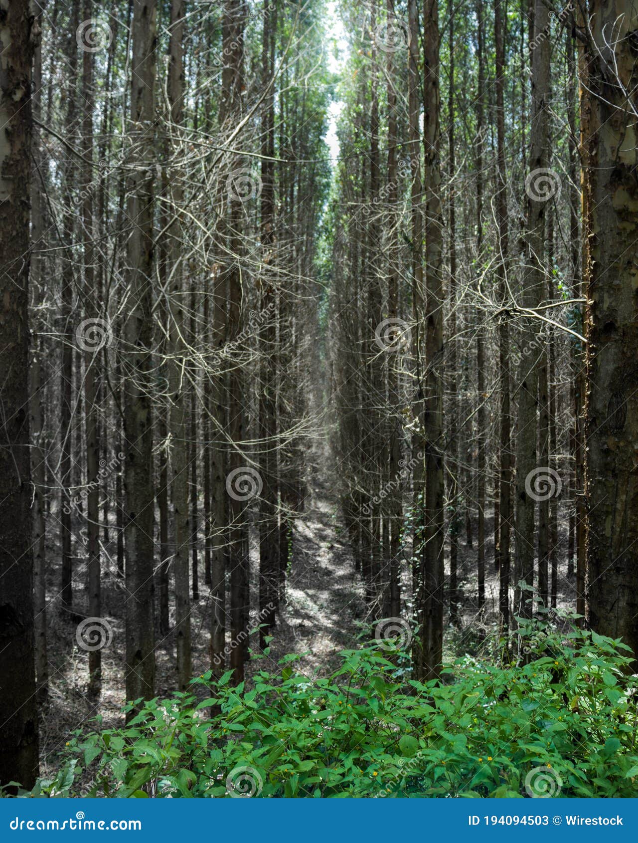 Vertical Shot of a Dense Tree Plantation with Long Slender Trees Stock ...