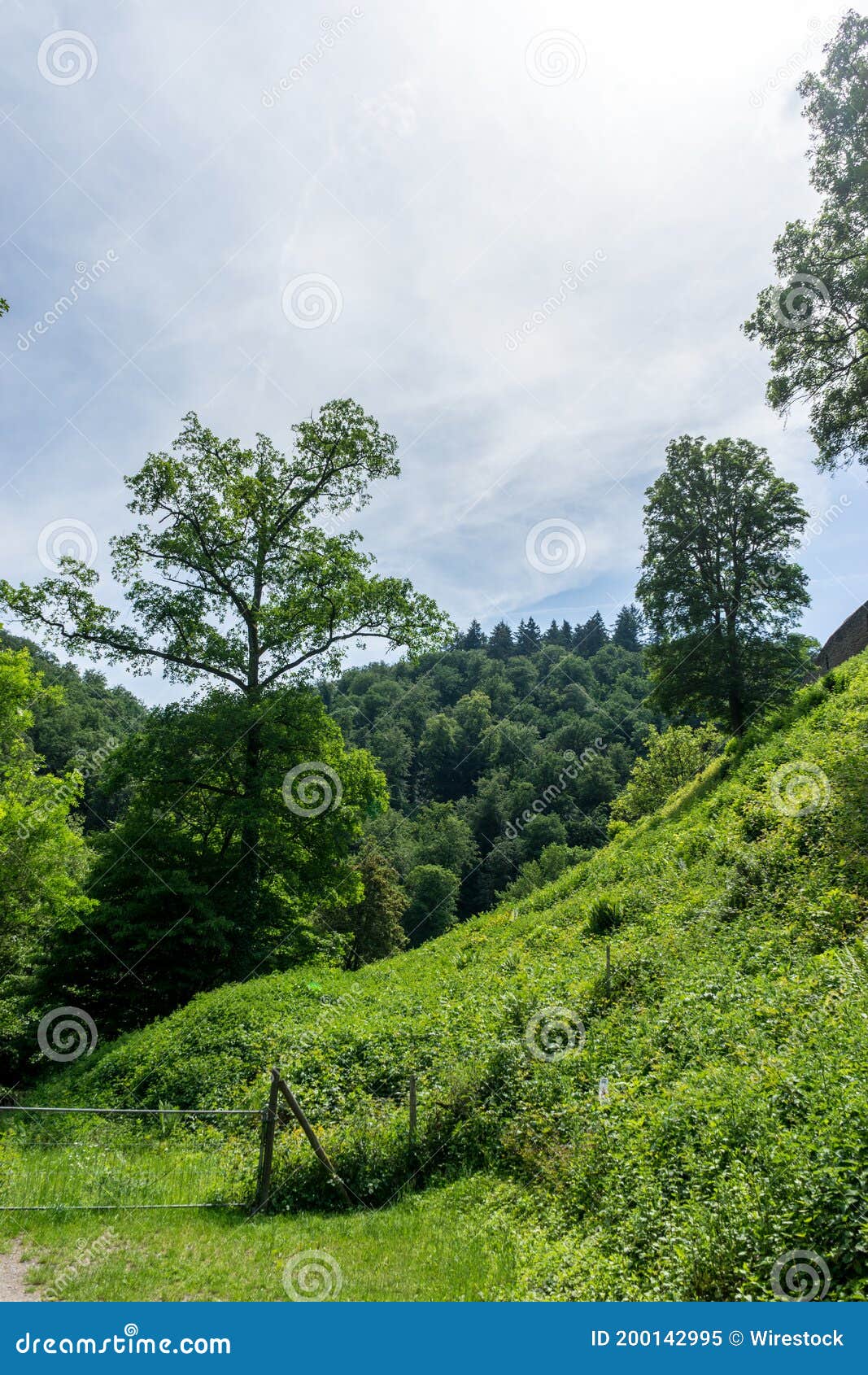 Vertical Shot of Densely Forested Hills at Daytime Stock Image - Image ...