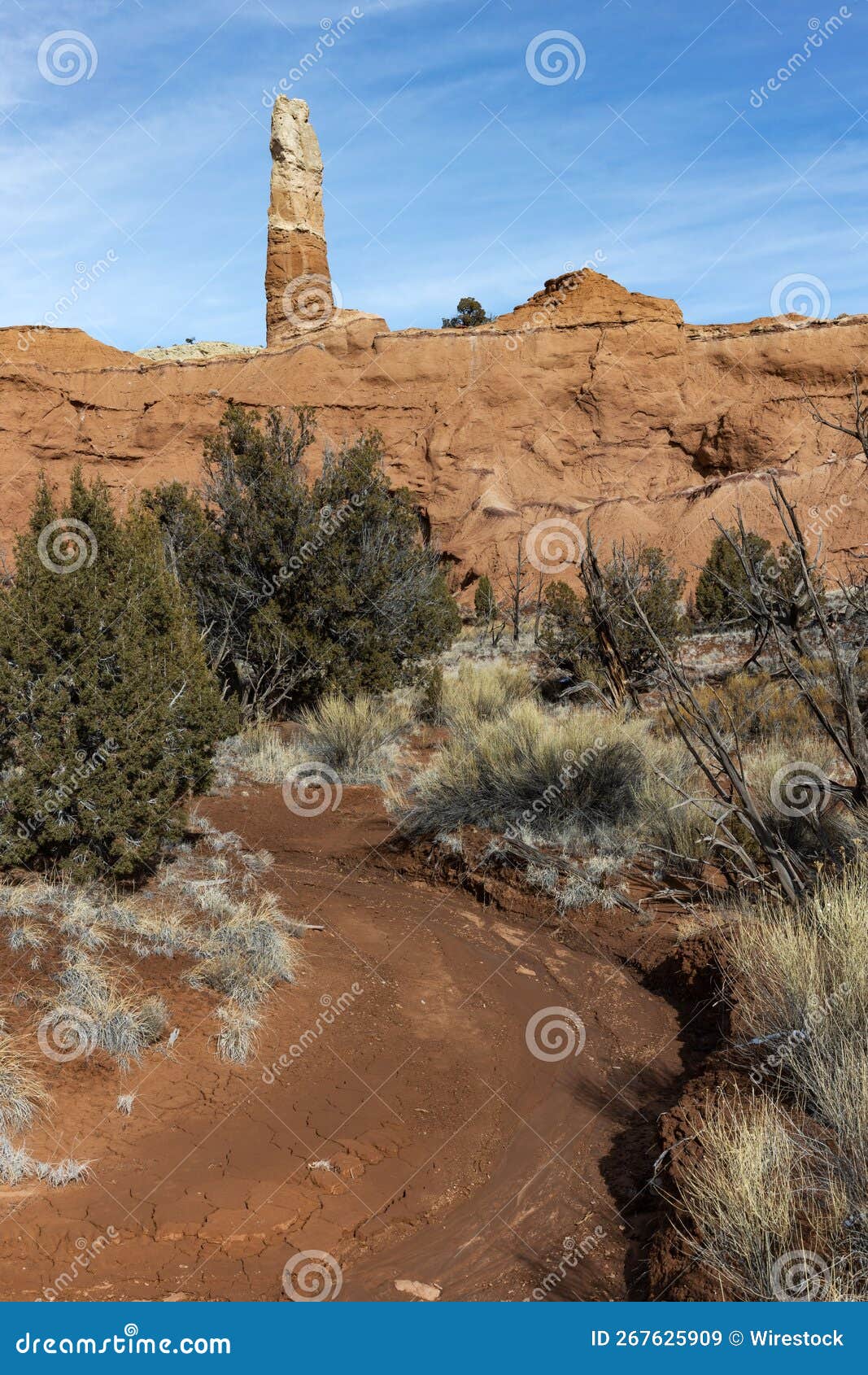 Vertical Shot of a Desert Landscape with Trees and Mountains in the ...
