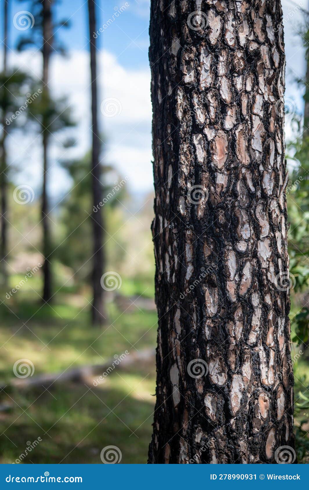 Vertical Shot of Details on Bumpy Bark on a Tree Trunk Stock Image ...