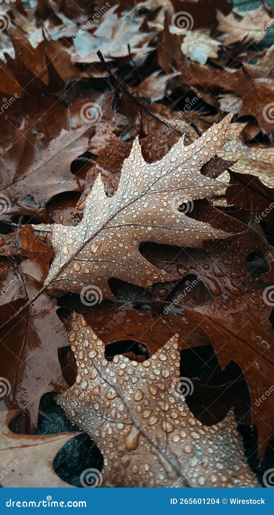 Vertical Shot of Dewy Autumn Leaves Stock Photo - Image of background ...